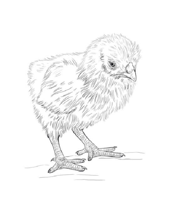 Disegni di Pulcino da colorare - Disegni-Colorare.Com