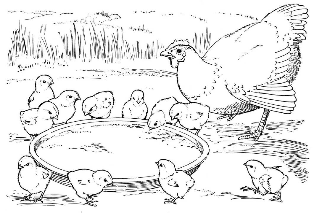 Disegni di Gallina da colorare - Disegni-Colorare.Com