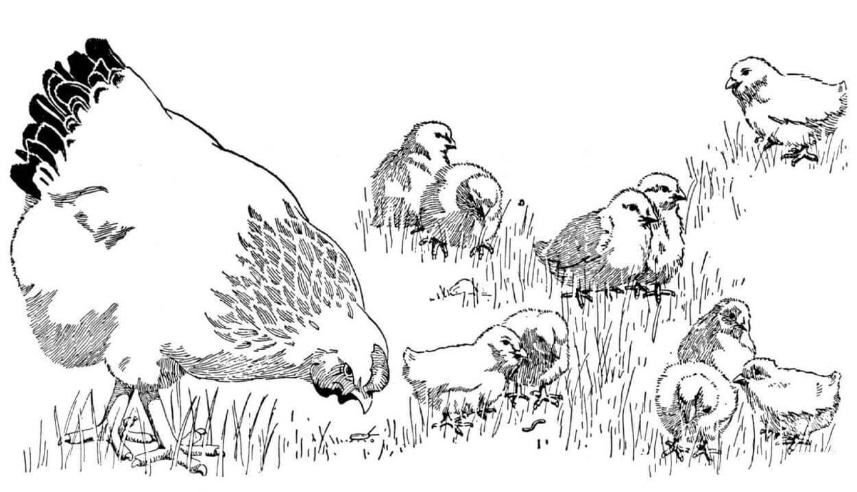 Disegni di Gallina da colorare - Disegni-Colorare.Com