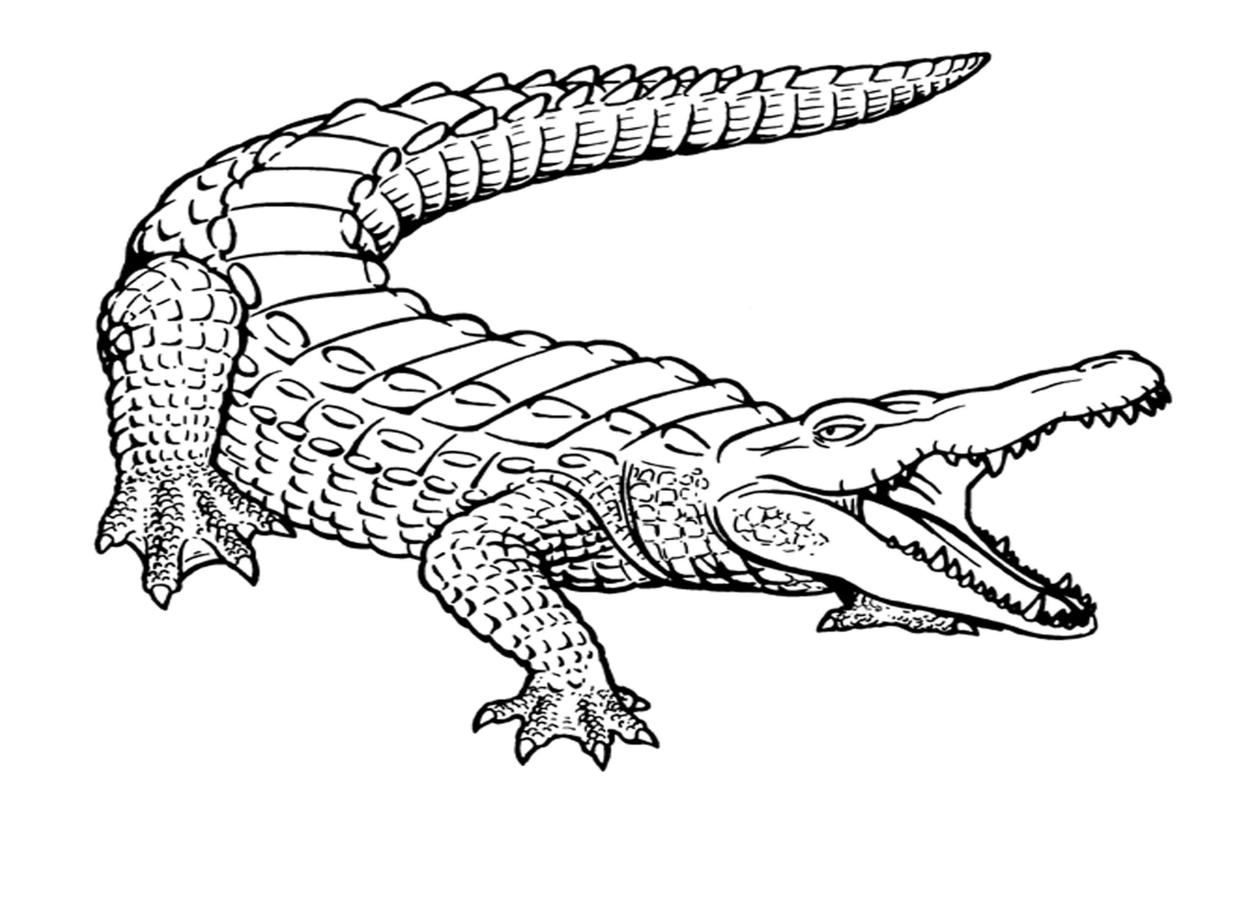 Disegni di Coccodrillo da colorare - Disegni-Colorare.Com