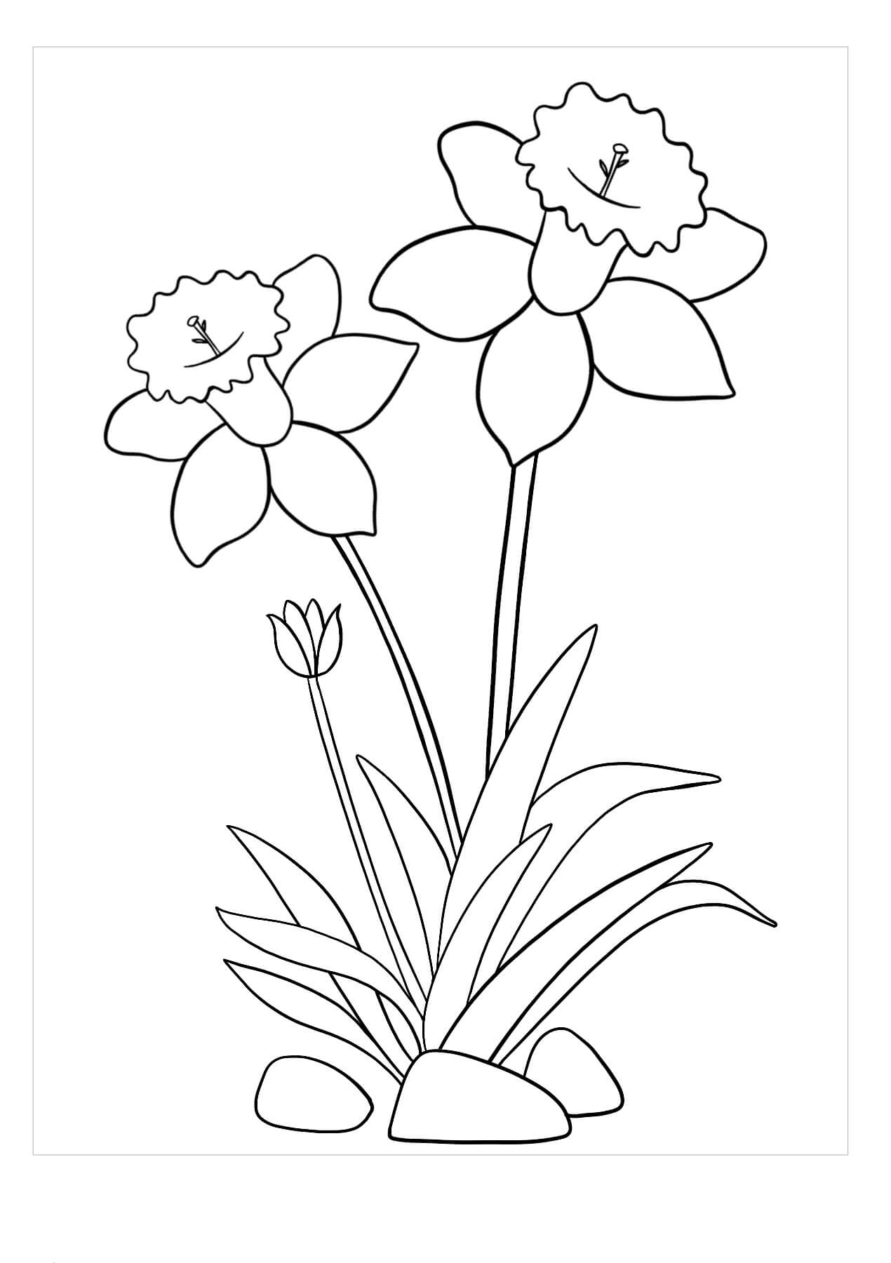 disegni-di-narcisi-da-colorare-disegni-colorare-com