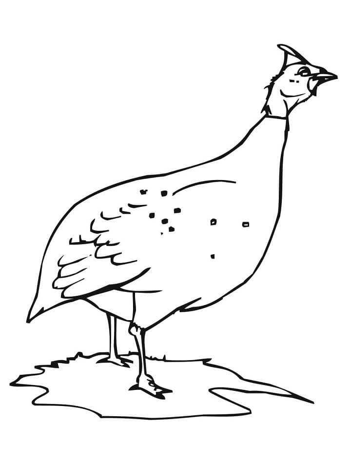Faraona o gallina da colorare. Scarica, stampa o colora subito online!