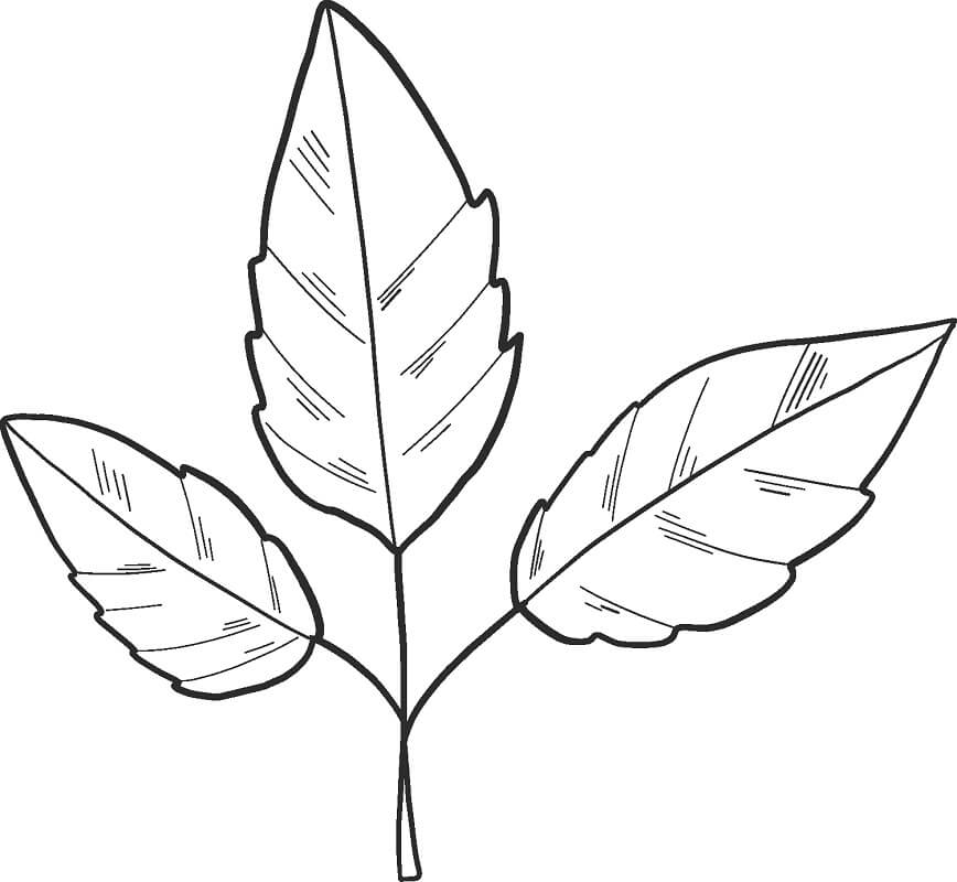 Foglie d'autunno da colorare. Scarica, stampa o colora subito online! Foglie d'autunno da colorare. Scarica, stampa o colora subito online!