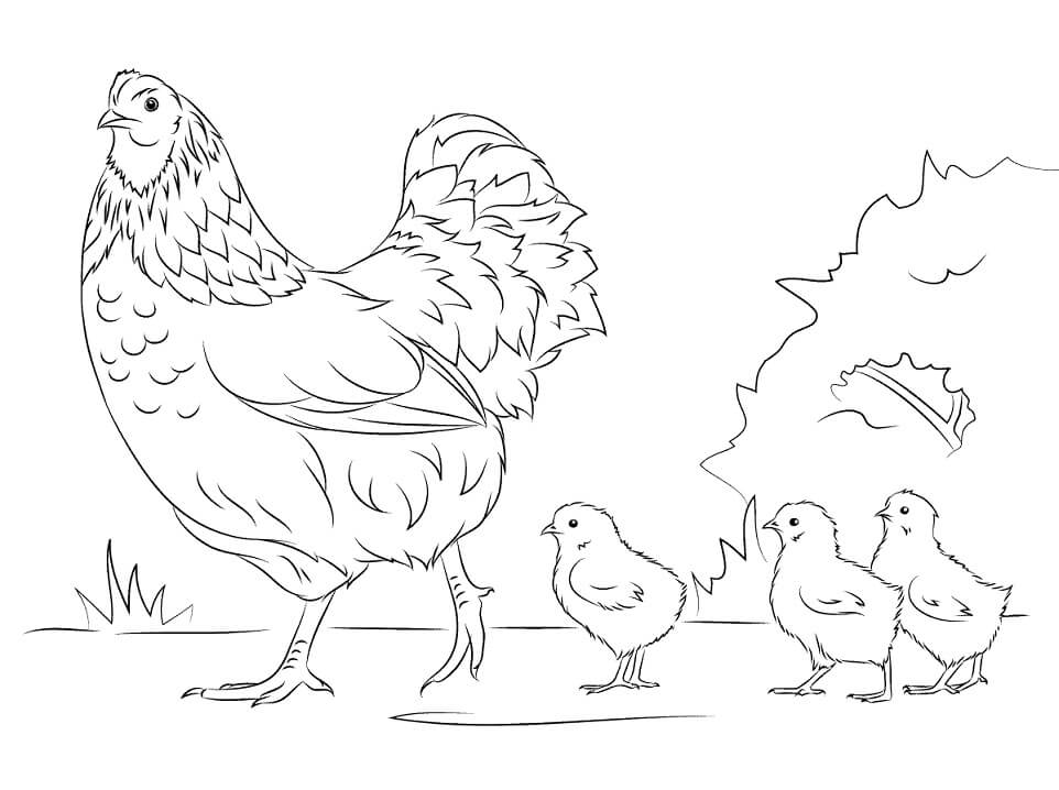 Disegni di Gallina da colorare - Disegni-Colorare.Com