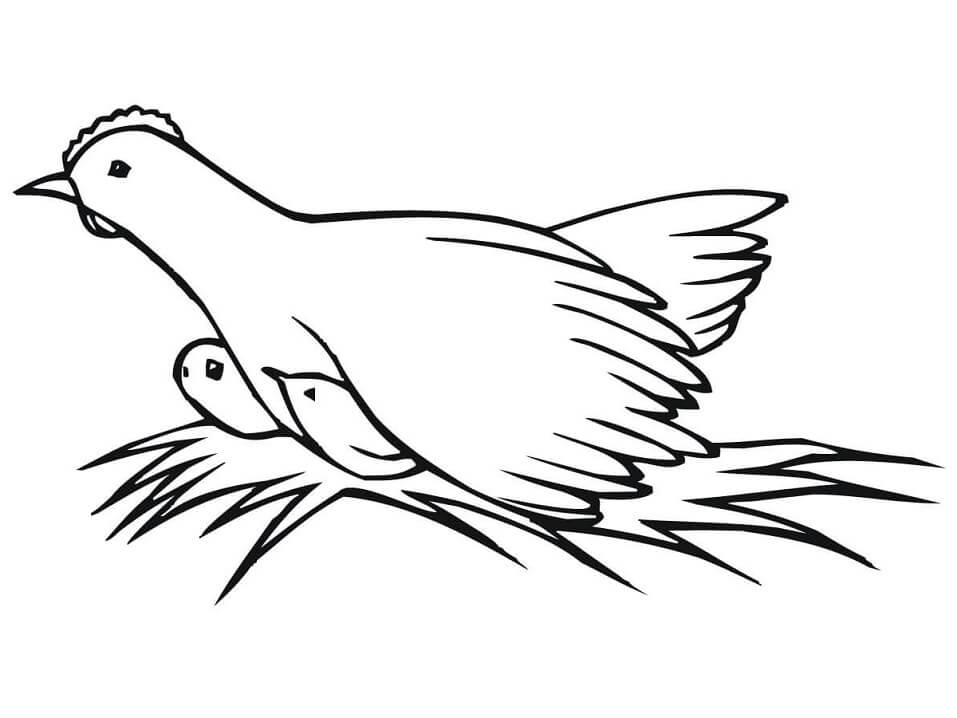Disegni di Gallina da colorare - Disegni-Colorare.Com