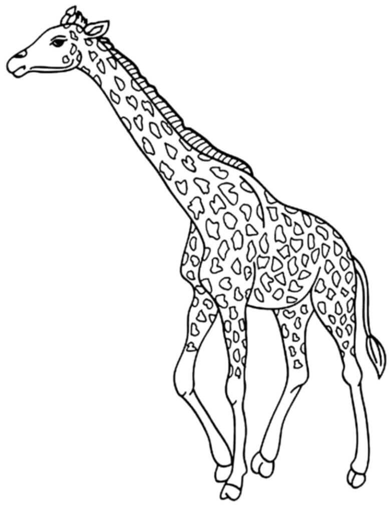 Disegni di Giraffa da colorare - Disegni-Colorare.Com