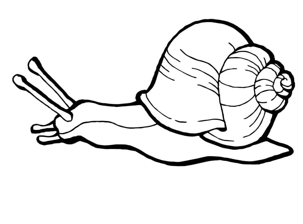 Disegni di Lumaca da colorare - Disegni-Colorare.Com