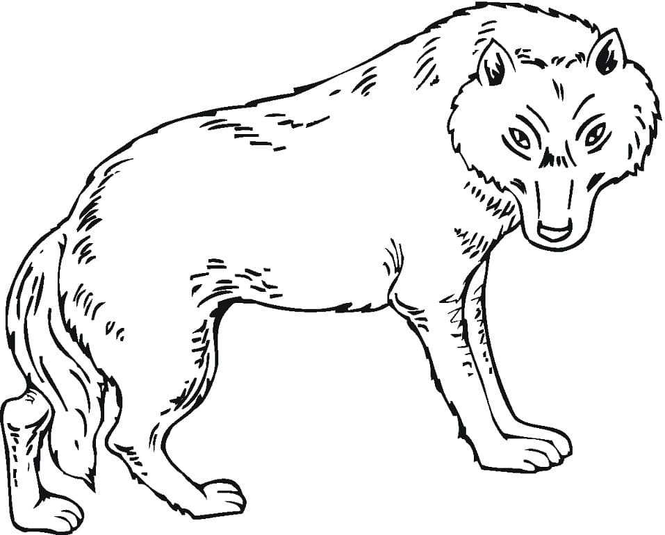 Disegni di Lupo da colorare - Disegni-Colorare.Com