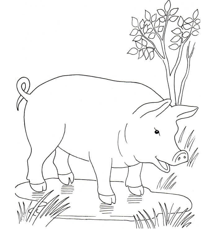 Disegni di Maiale da colorare - Disegni-Colorare.Com