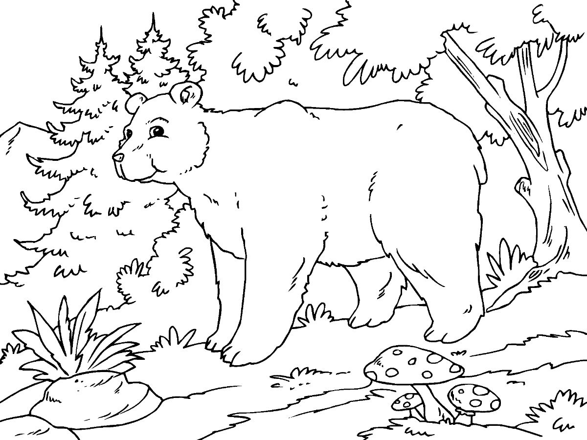 Orso Alpino da colorare. Scarica, stampa o colora subito online!