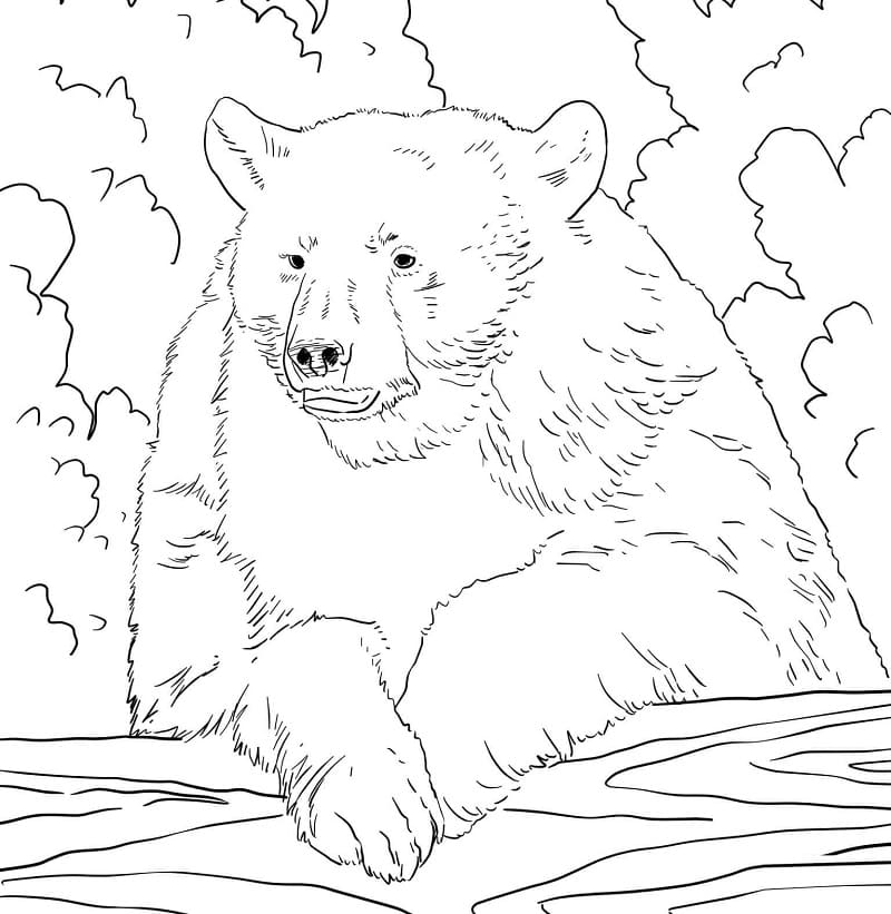 Disegni di Orsi da colorare - Disegni-Colorare.Com