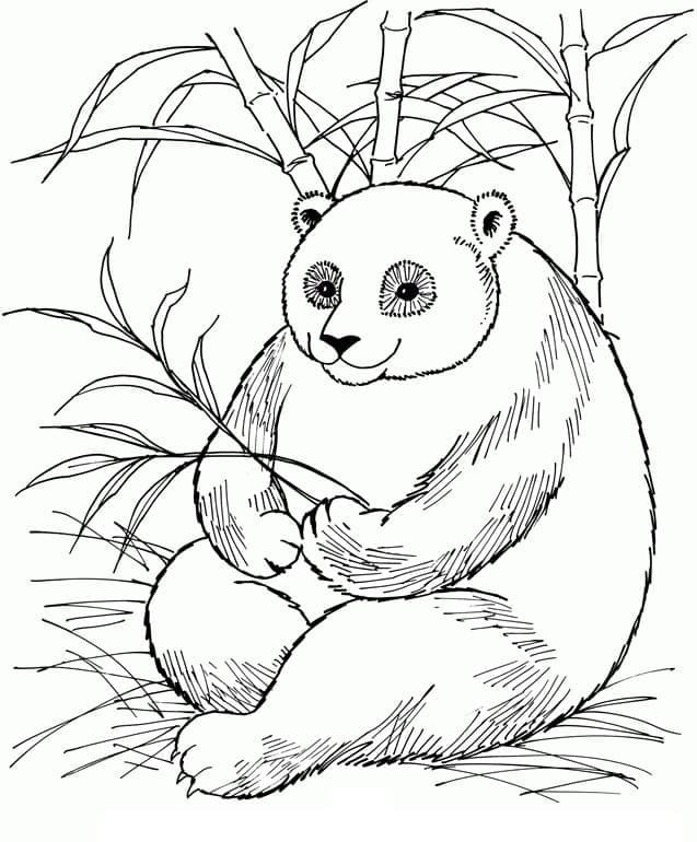 Disegni di Panda da colorare - Disegni-Colorare.Com