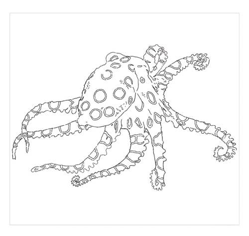 Polpo Anello Blu da colorare. Scarica, stampa o colora subito online!