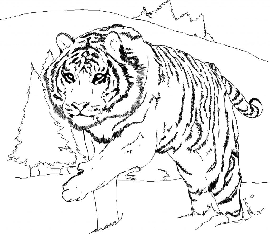 Disegni di Tigre da colorare - Disegni-Colorare.Com