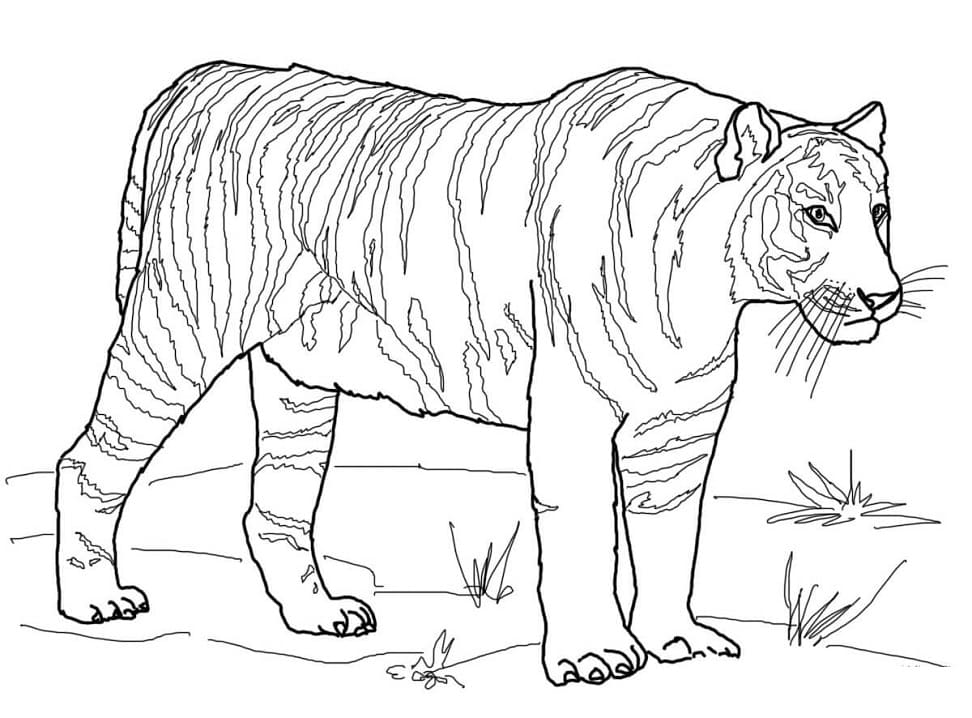 Disegni di Tigre da colorare - Disegni-Colorare.Com